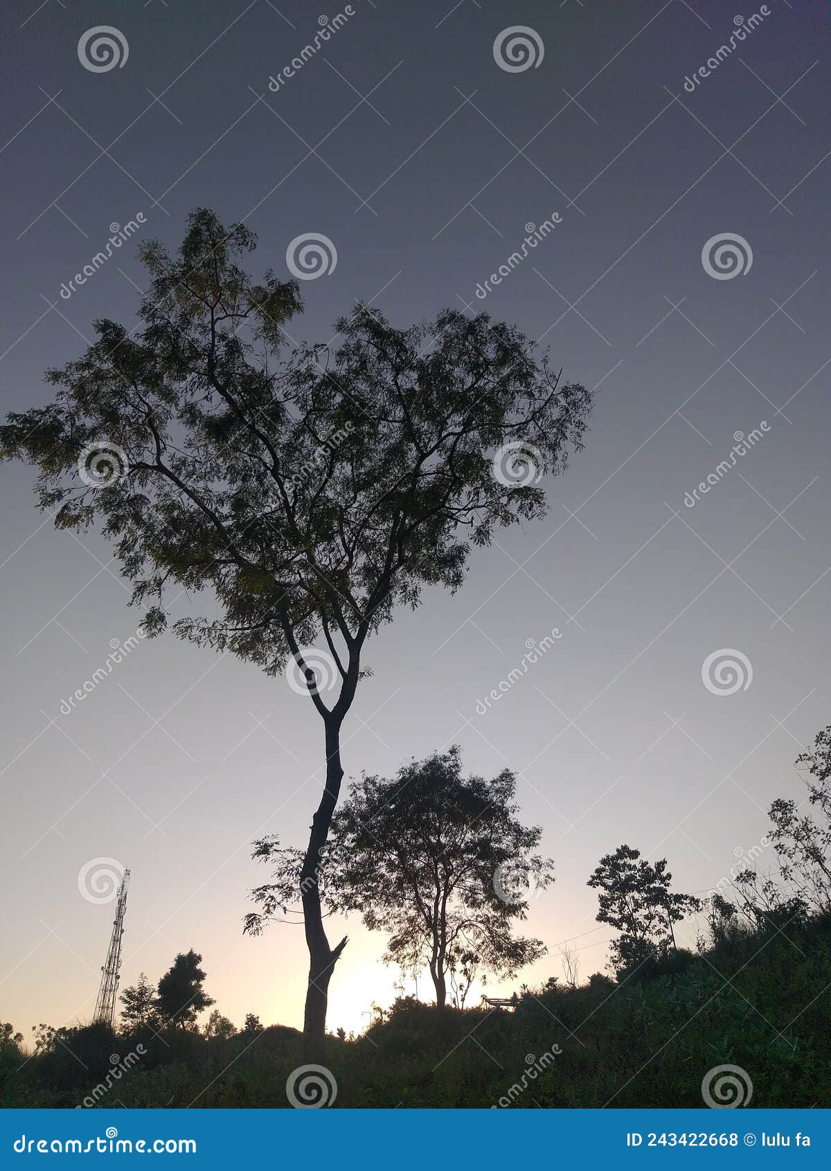 Sturdy Tree in Morning stock photo. Image of sturdy - 243422668