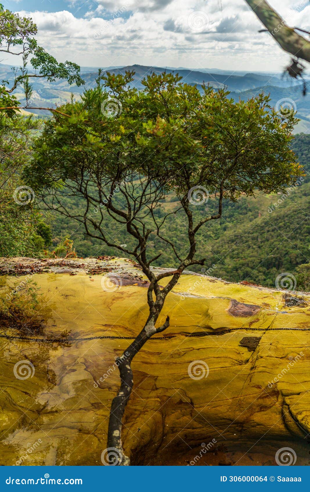 Lonely Tree Standing on the Edge of a Mountain Cliff Stock Photo ...