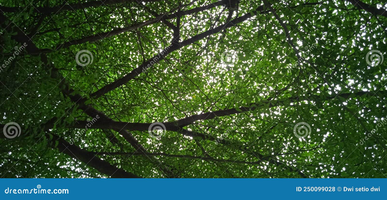 Sturdy Tree Trunks and Lush Leaves Stock Photo - Image of deciduous ...