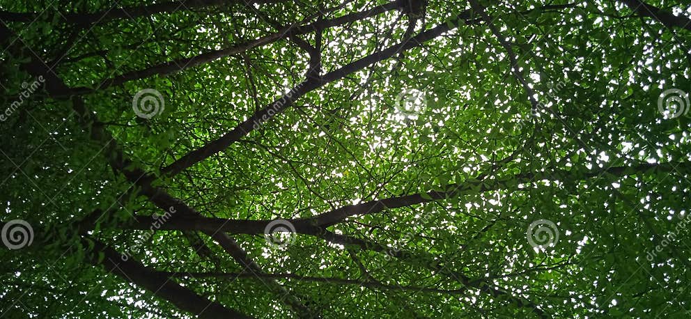 Sturdy Tree Trunks and Lush Leaves Stock Photo - Image of deciduous ...