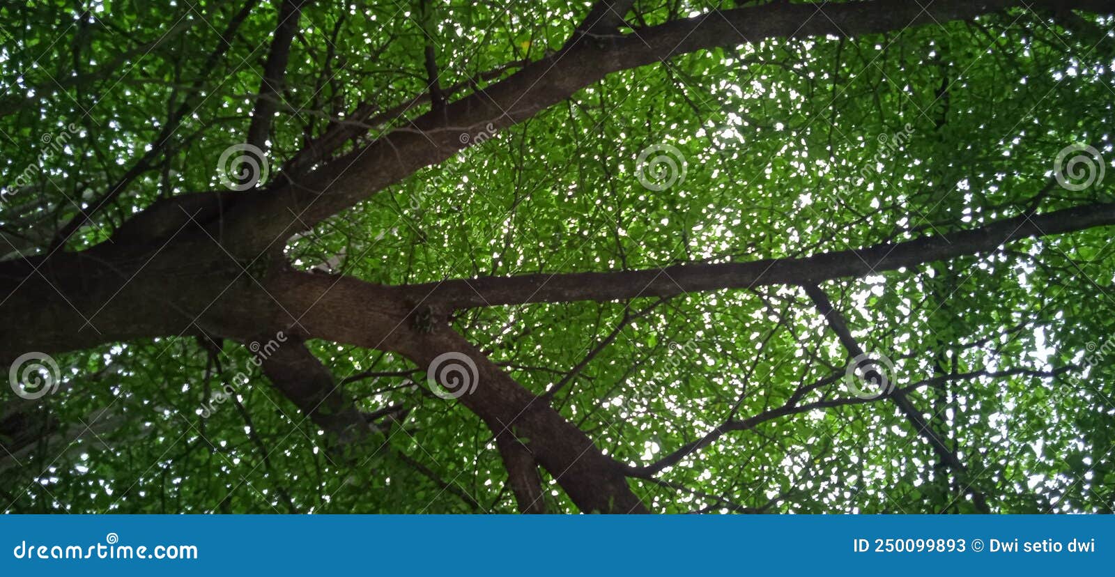 Sturdy Tree Trunks and Lush Leaves Stock Image - Image of lush, leaves ...