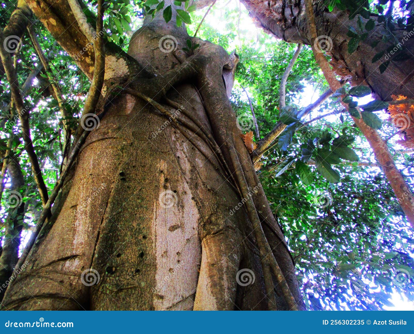 A Very Large and Old Tree that is Hundreds of Years Old in Sumedang ...