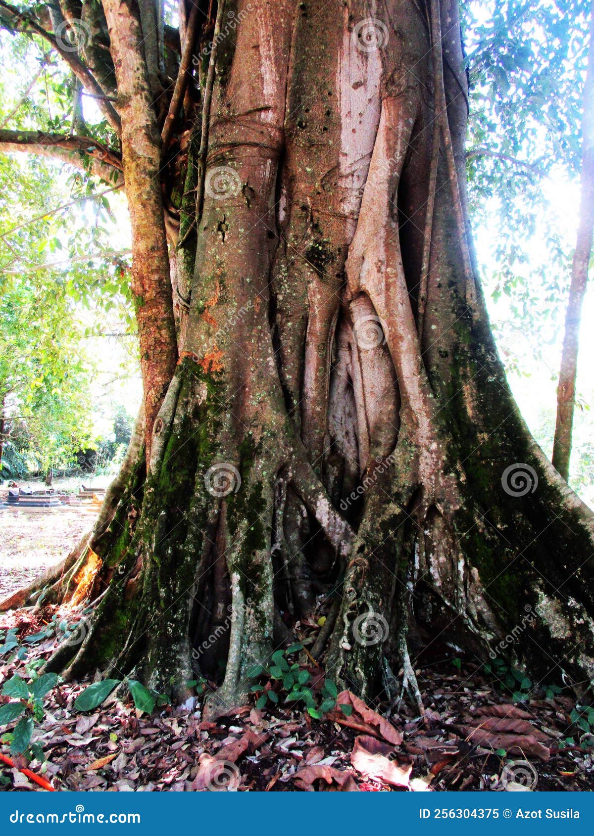 A Very Large and Old Tree that is Hundreds of Years Old in Sumedang ...