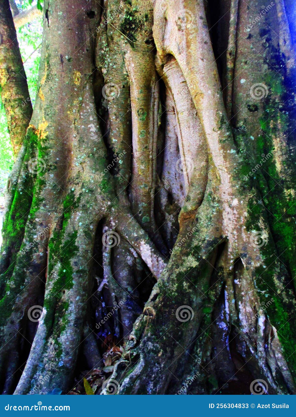 A Very Large and Old Tree that is Hundreds of Years Old in Sumedang ...