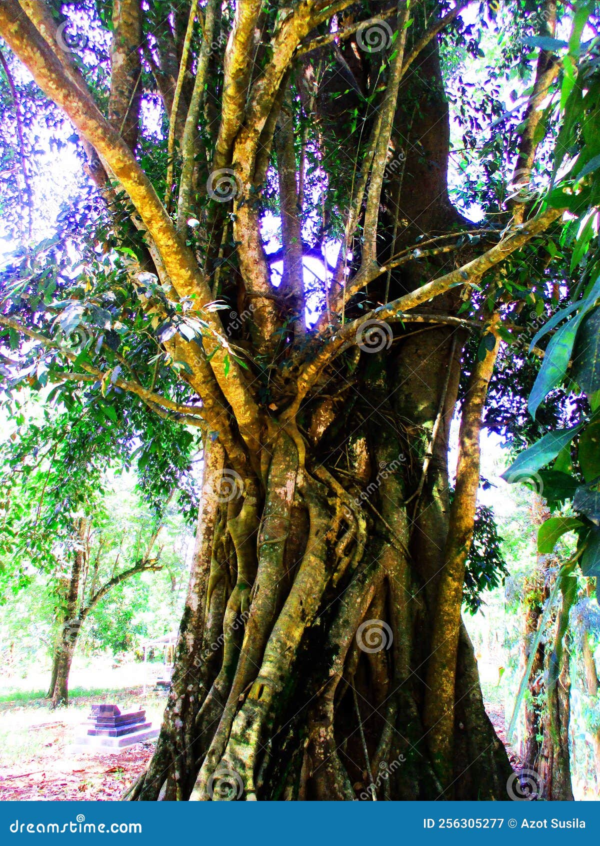 A Very Large and Old Tree that is Hundreds of Years Old Stock Image ...