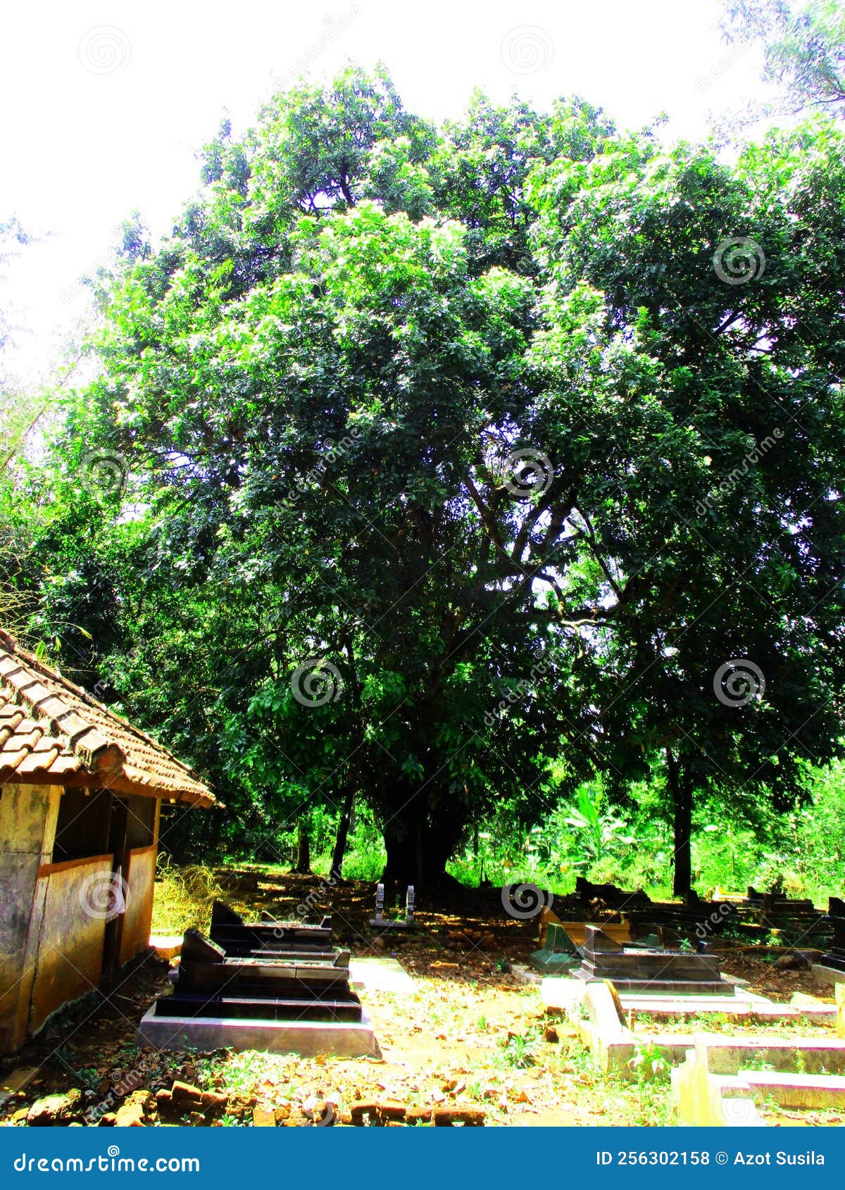A Very Large and Old Tree that is Hundreds of Years Old in Sumedang ...