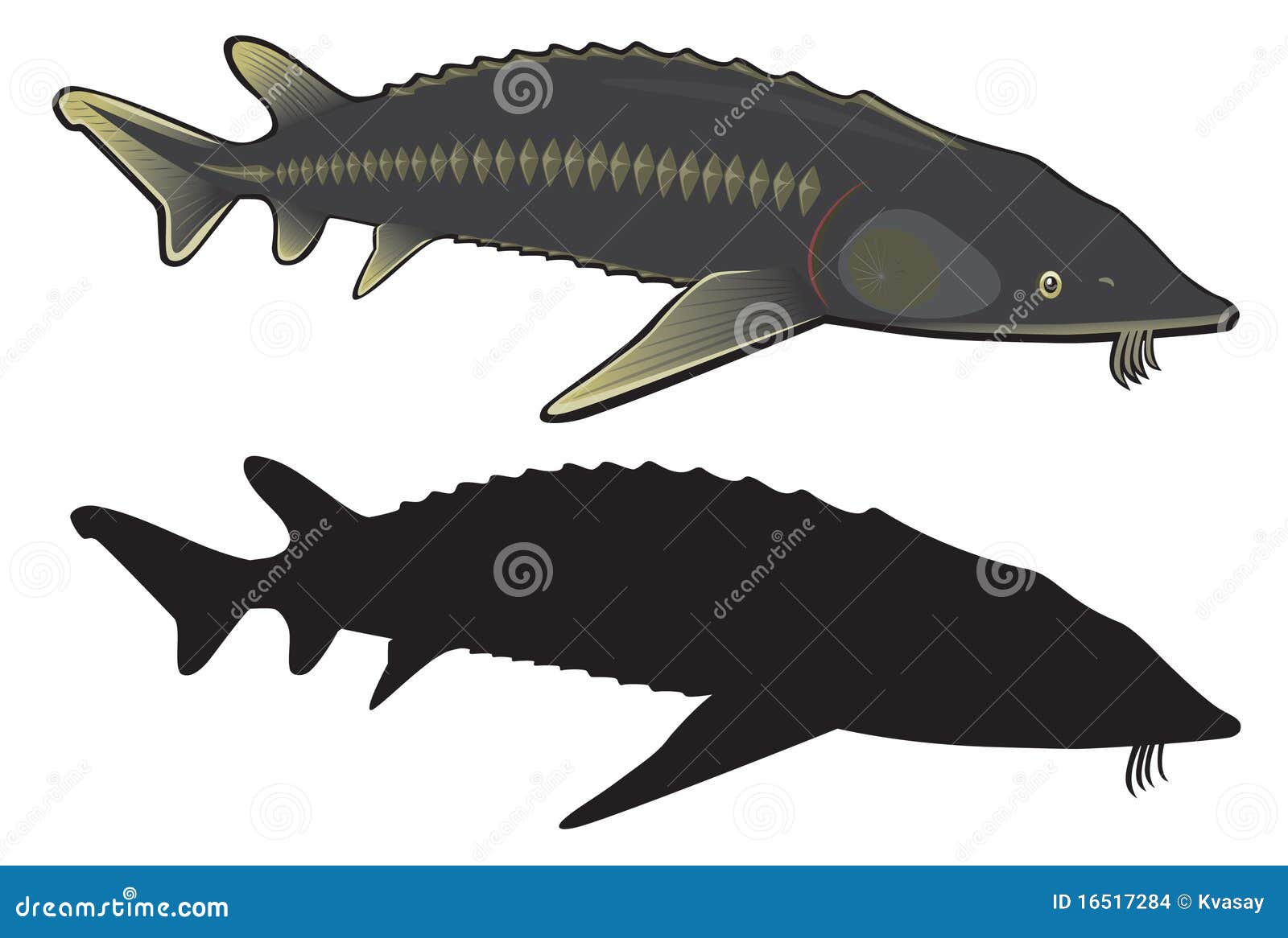 Sturgeon stock vector. Illustration of animal, sturgeon - 16517284