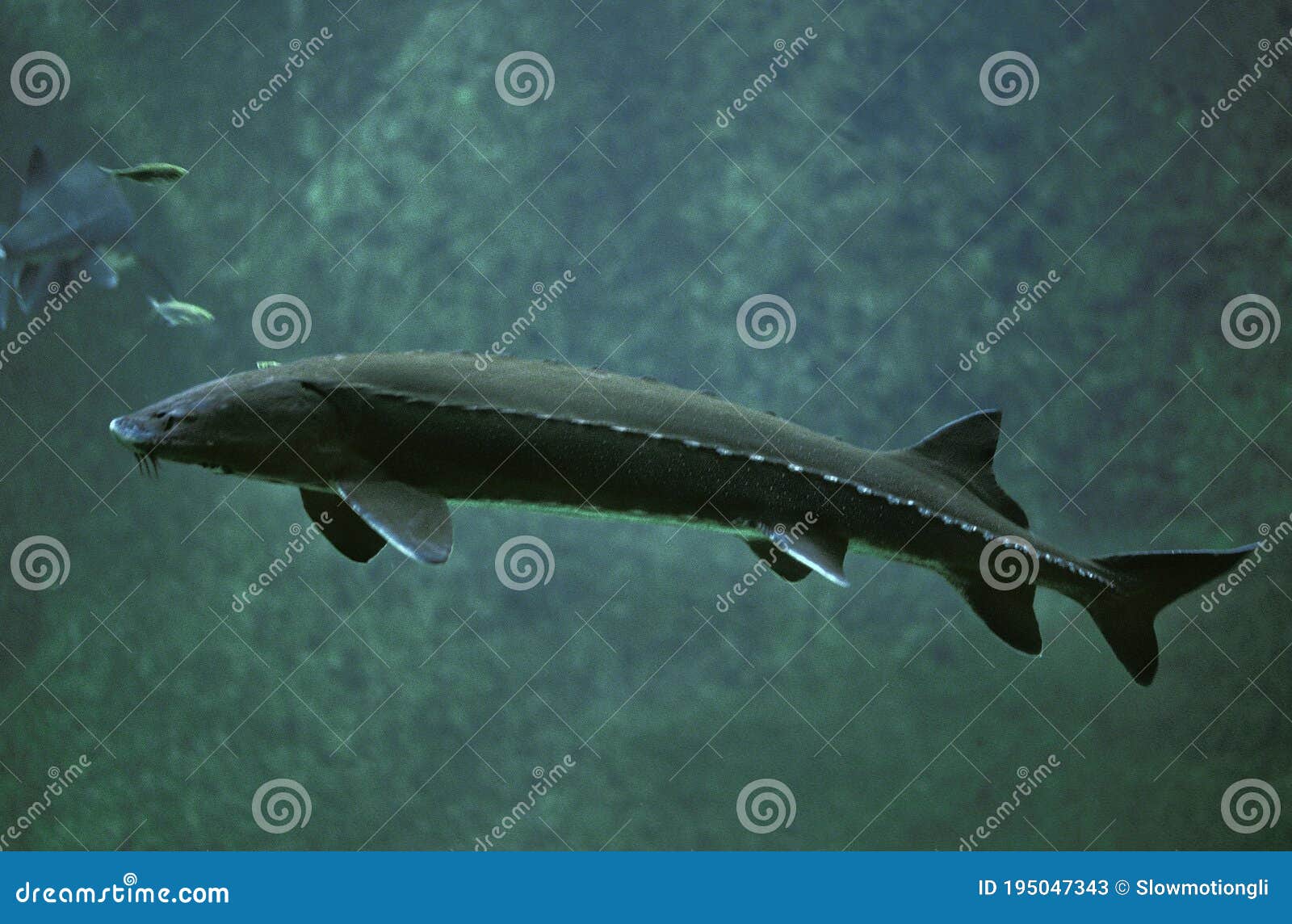 Sturgeon, Acipenser Sp, Fish Producing Eggs for Caviar Stock Image ...