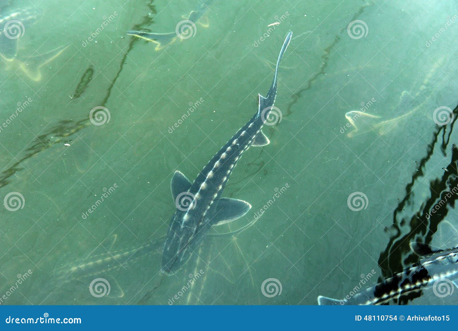 Sturgeon farm stock photo. Image of fish, system, seafood - 48110754