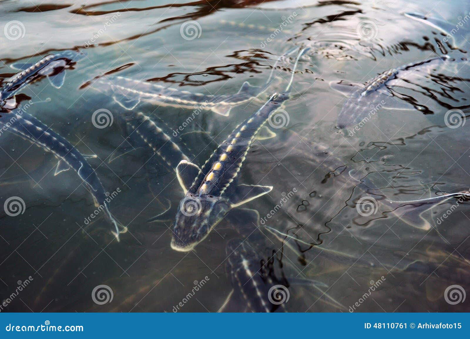 Sturgeon farm stock image. Image of pool, livestock, food - 48110761