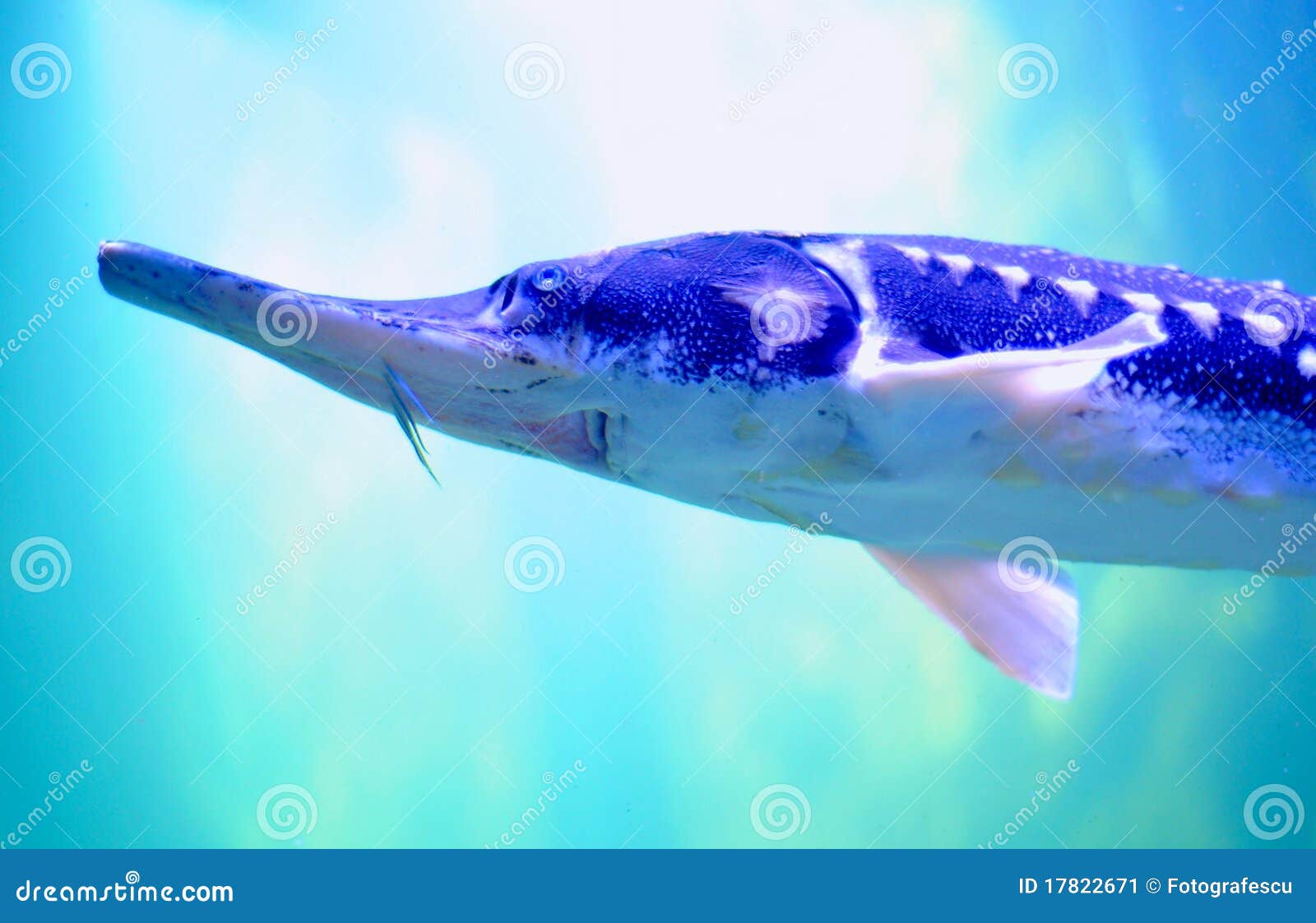 Sturgeon fish stock image. Image of marine, barbels, lake - 17822671