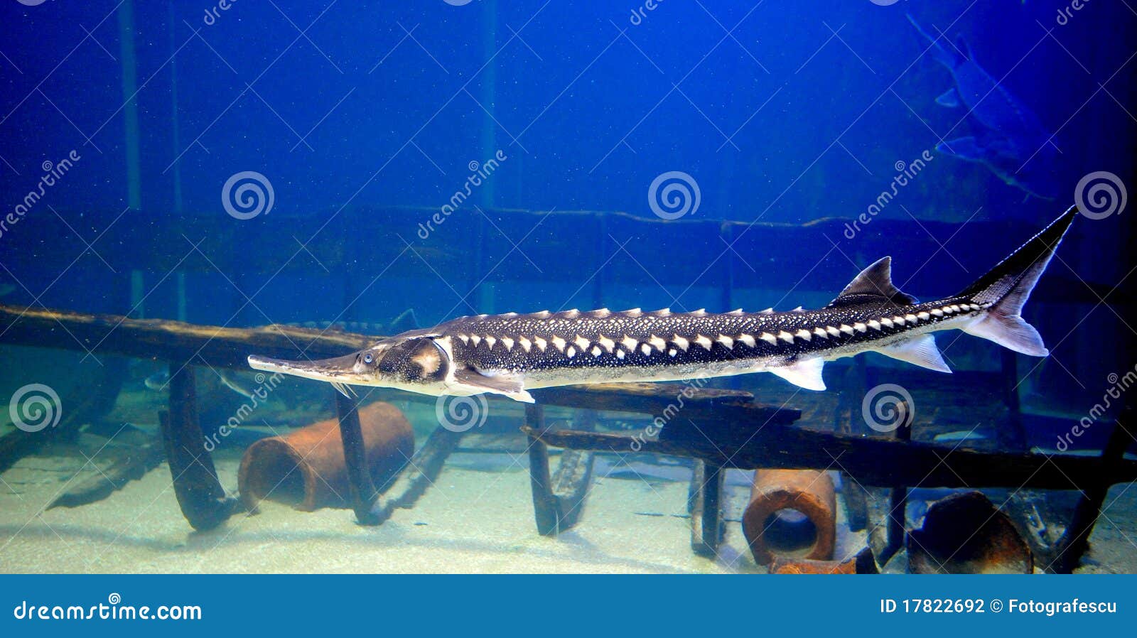 Sturgeon fish stock photo. Image of object, bend, caviar - 17822692