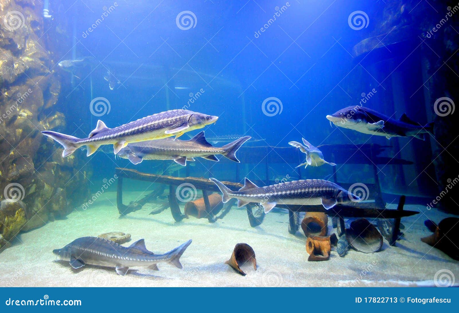 Sturgeon fish stock image. Image of ocean, seafood, freshwater - 17822713