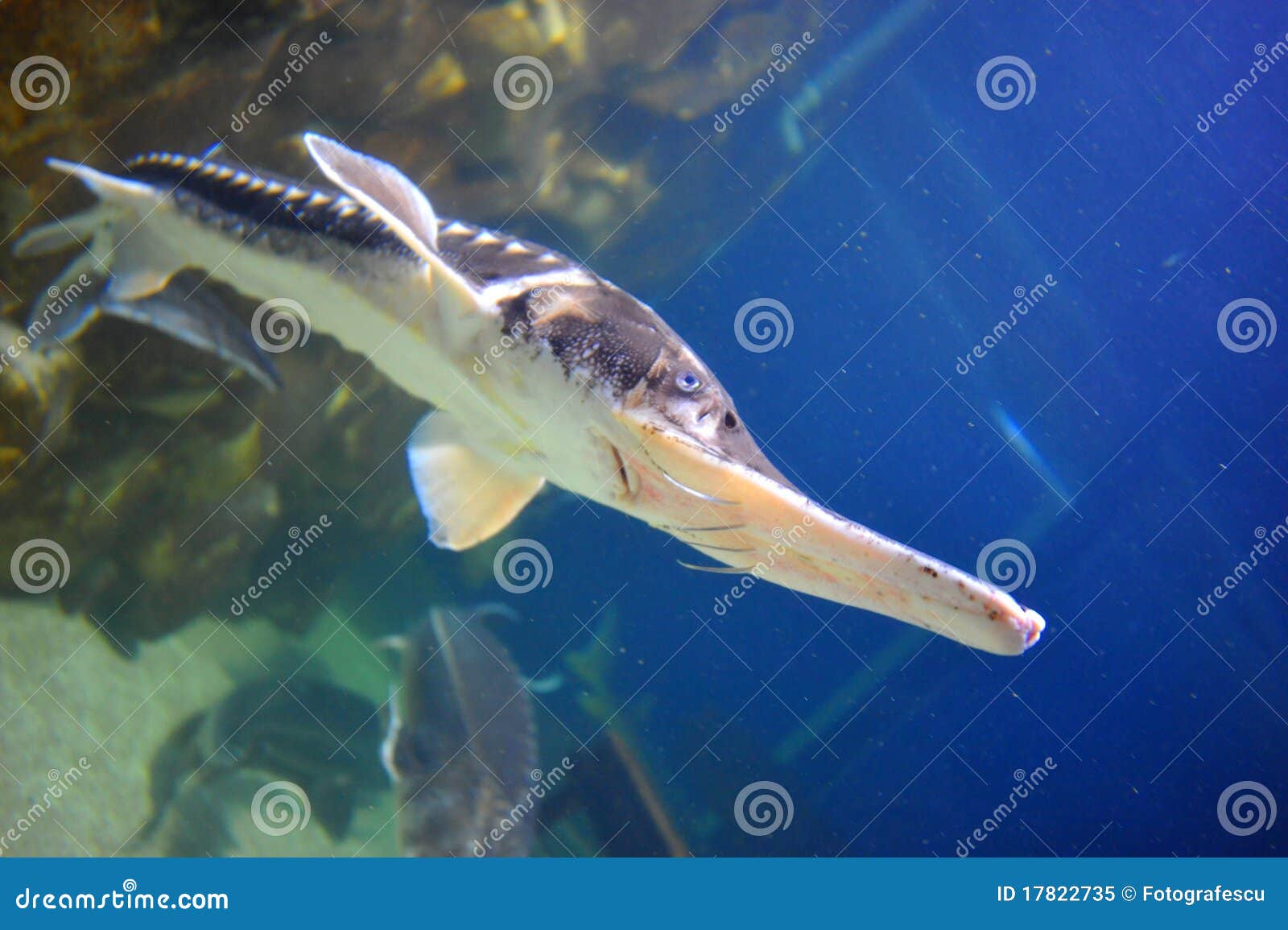 Sturgeon fish stock image. Image of bottom, exotic, marine - 17822735