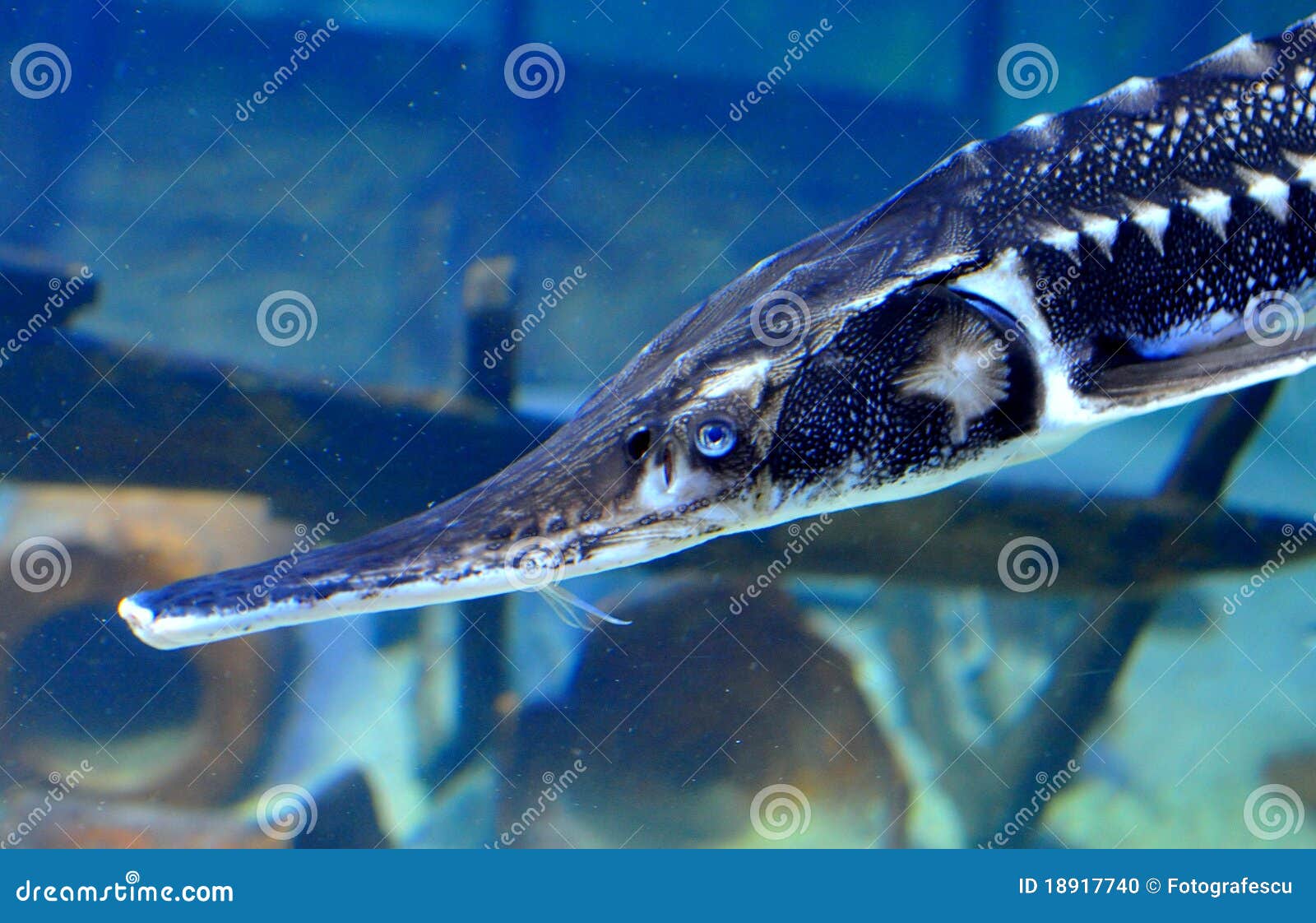 Sturgeon fish stock photo. Image of aquatic, exotic, acipenser - 18917740