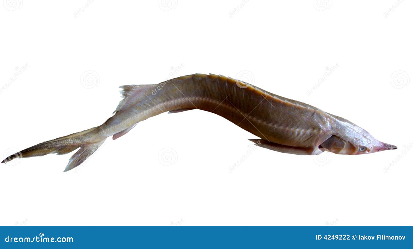 Sturgeon fish stock photo. Image of cafe, creeled, serving - 4249222