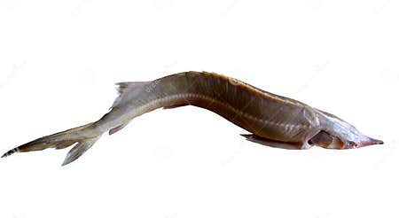 Sturgeon fish stock photo. Image of cafe, creeled, serving - 4249222