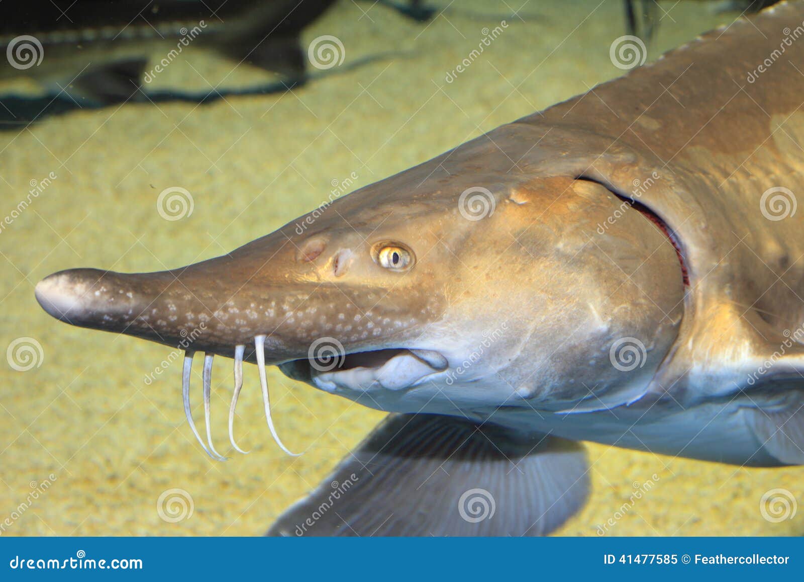 Sturgeon fish stock image. Image of elegance, liquid - 41477585