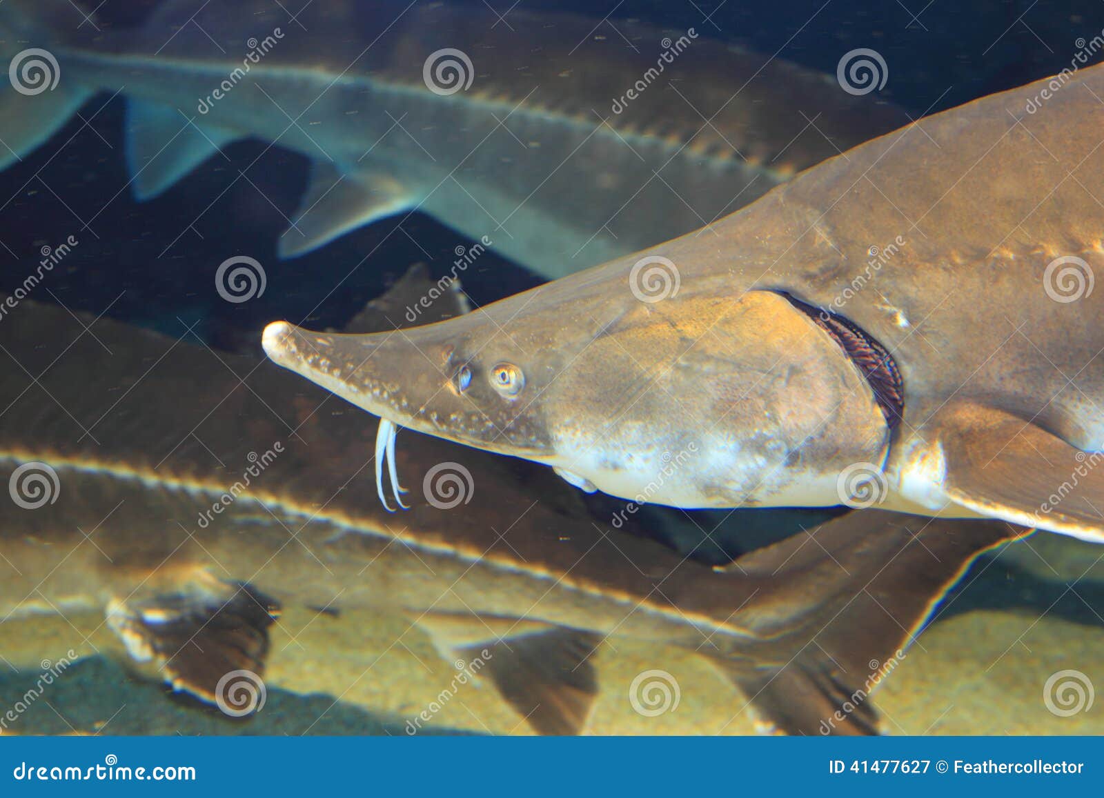 Sturgeon fish stock image. Image of japan, animal, liquid - 41477627