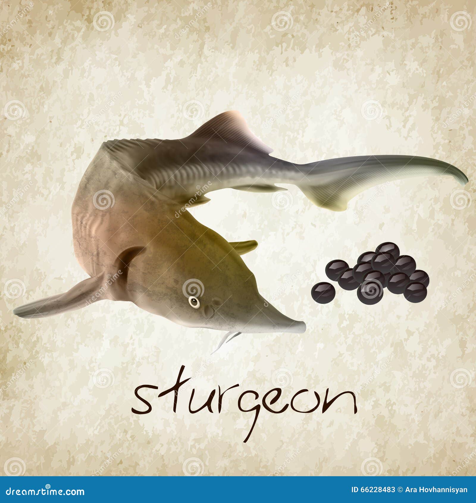 Sturgeon Fish with Black Caviar (acipenser).Vector Illustration Stock ...