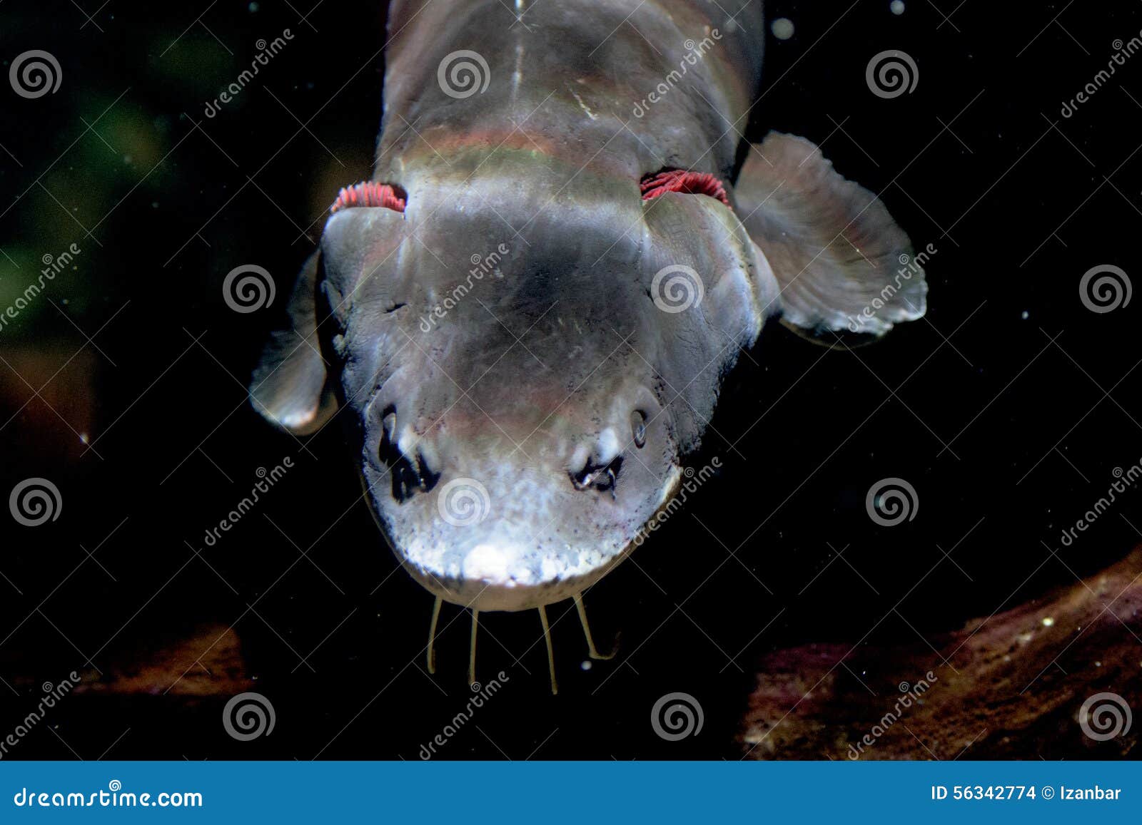 Sturgeon Fish Caviar Eggs Underwater Stock Photo - Image of beauty ...