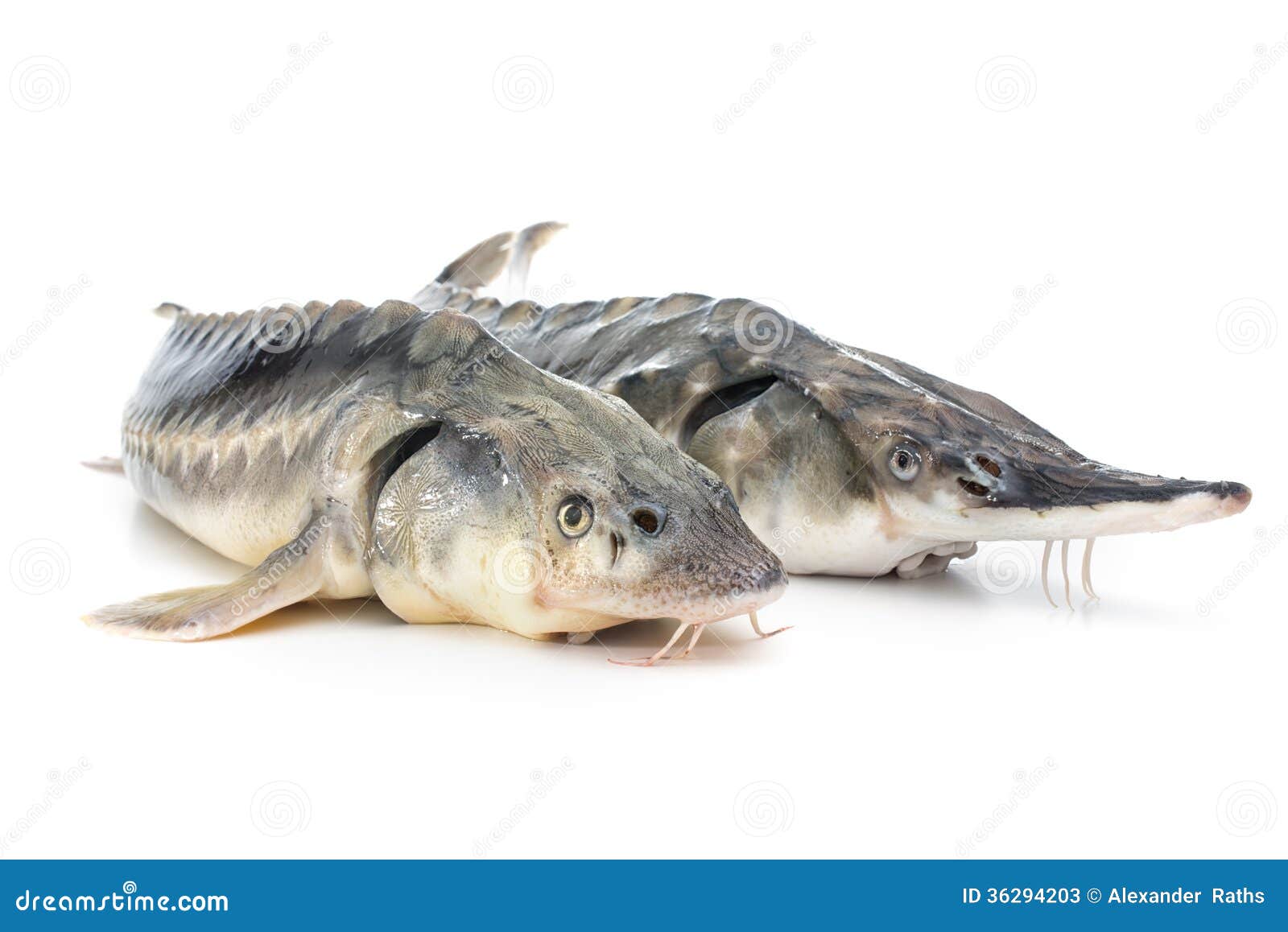 Sturgeon fish stock image. Image of head, luxury, caviar - 36294203