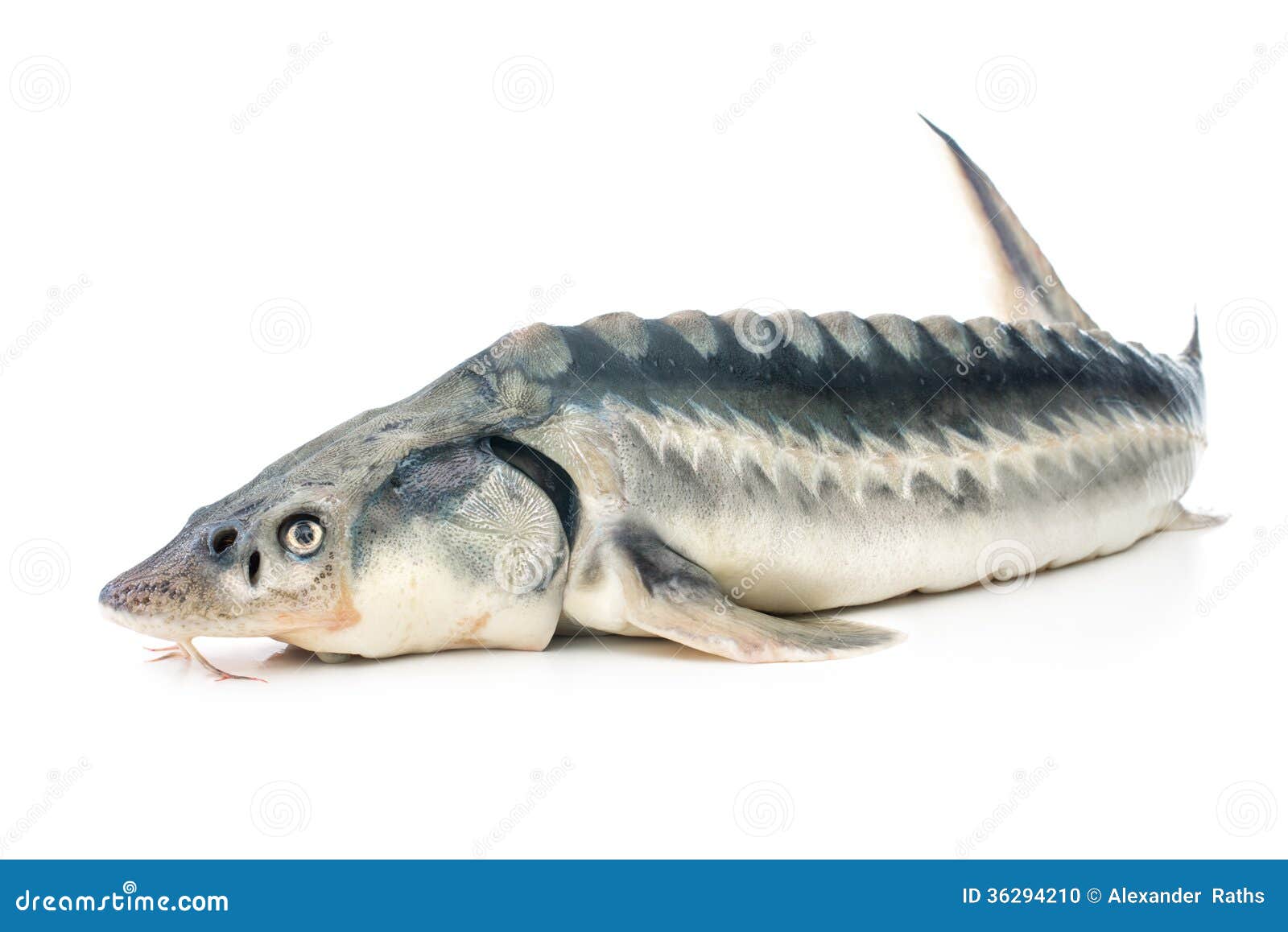 Sturgeon Fish Stock Photo - Image: 36294210