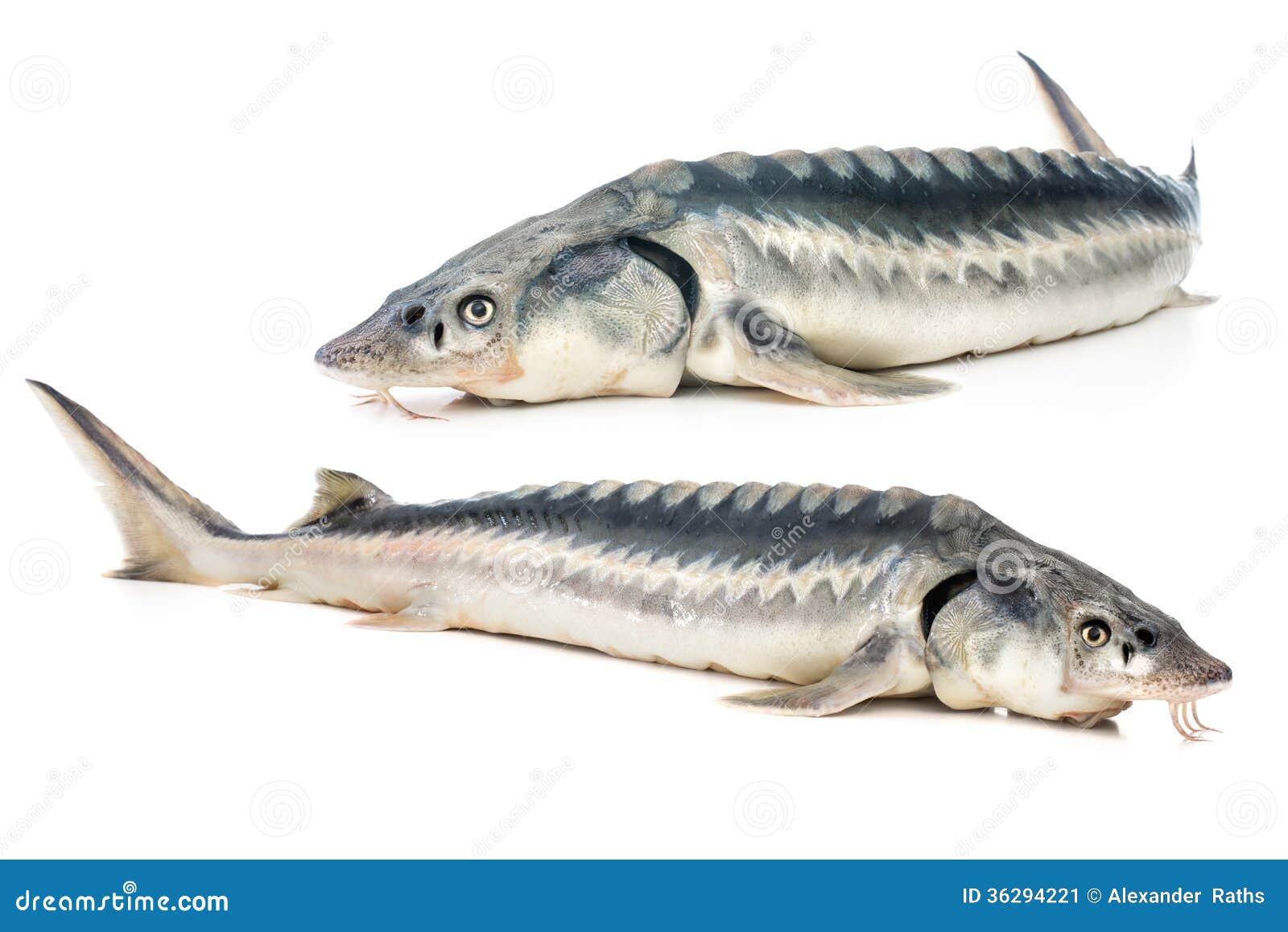 Sturgeon fish stock image. Image of fresh, cooking, beluga - 36294221