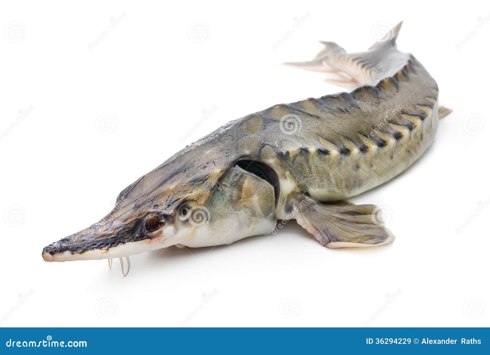 Sturgeon fish stock image. Image of fresh, gourmet, catch - 36294229