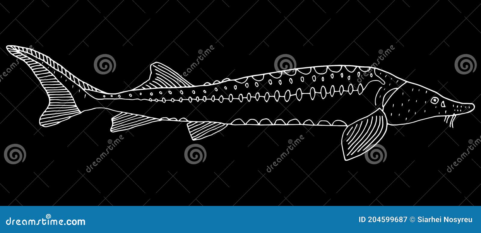 Sturgeon Fish Hand Drawn. White Contour of Freshwater Fish on Black ...
