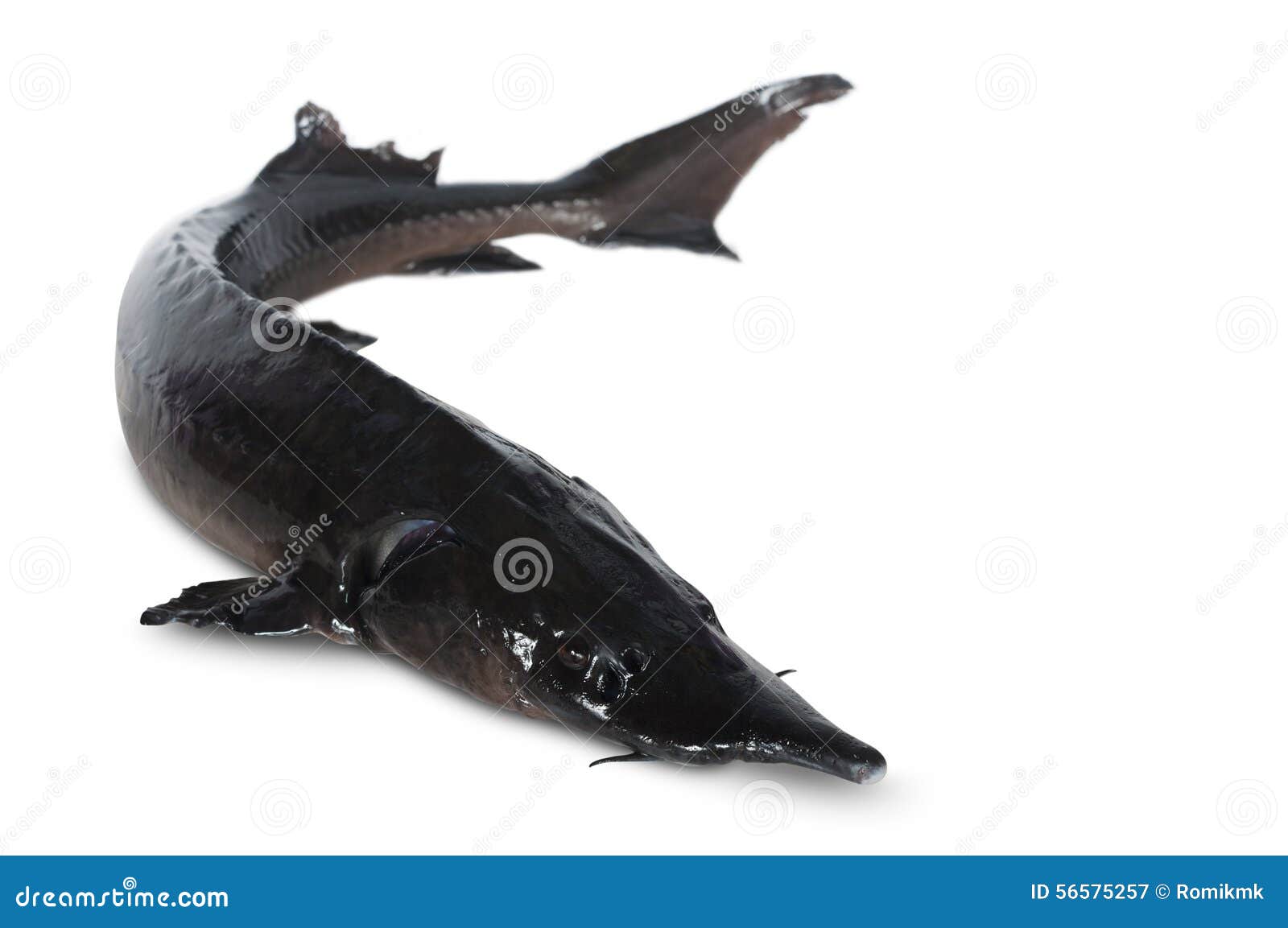 Sturgeon fish stock image. Image of delicacy, white, sturgeon - 56575257