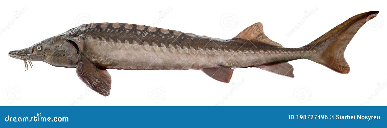 Bester Fish. Acipenser Ruthenus X Huso Huso. Royalty-Free Stock Photo ...