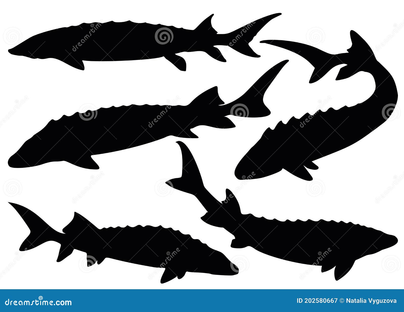 Sturgeon Fish in the Set. Vector Image Stock Vector - Illustration of ...