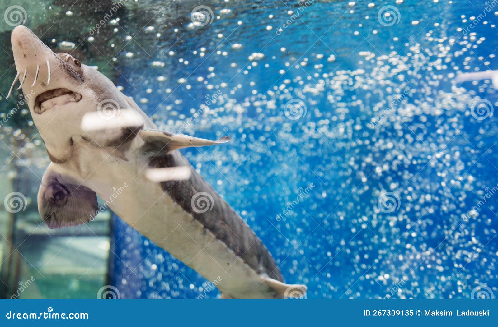 Sturgeon fish stock image. Image of food, aquatic, close - 267309135