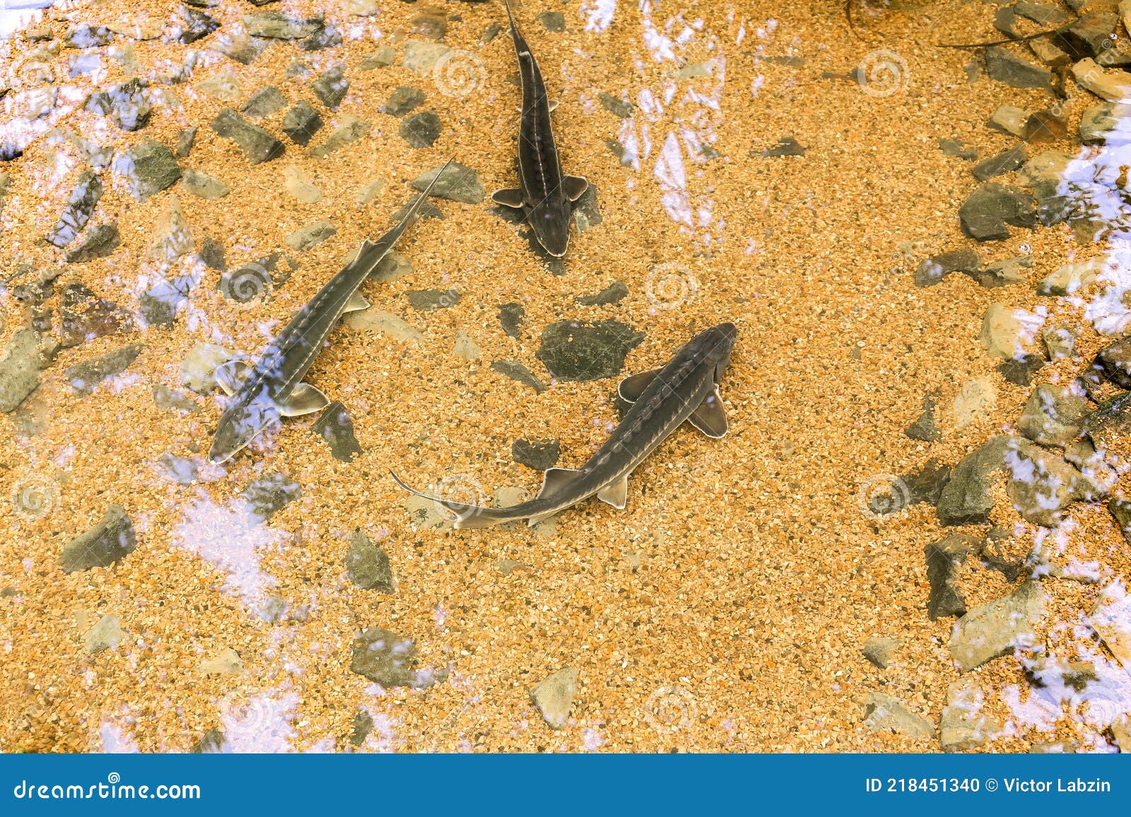Sturgeon Fish Swim in a Natural Pond with a Sandy Bottom Stock Photo ...