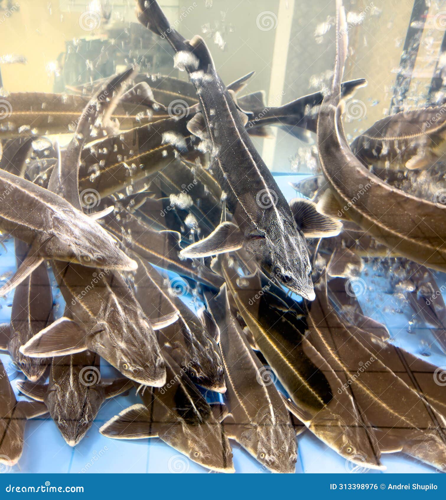 Sturgeon Fish Swims in an Aquarium Stock Photo - Image of catch ...