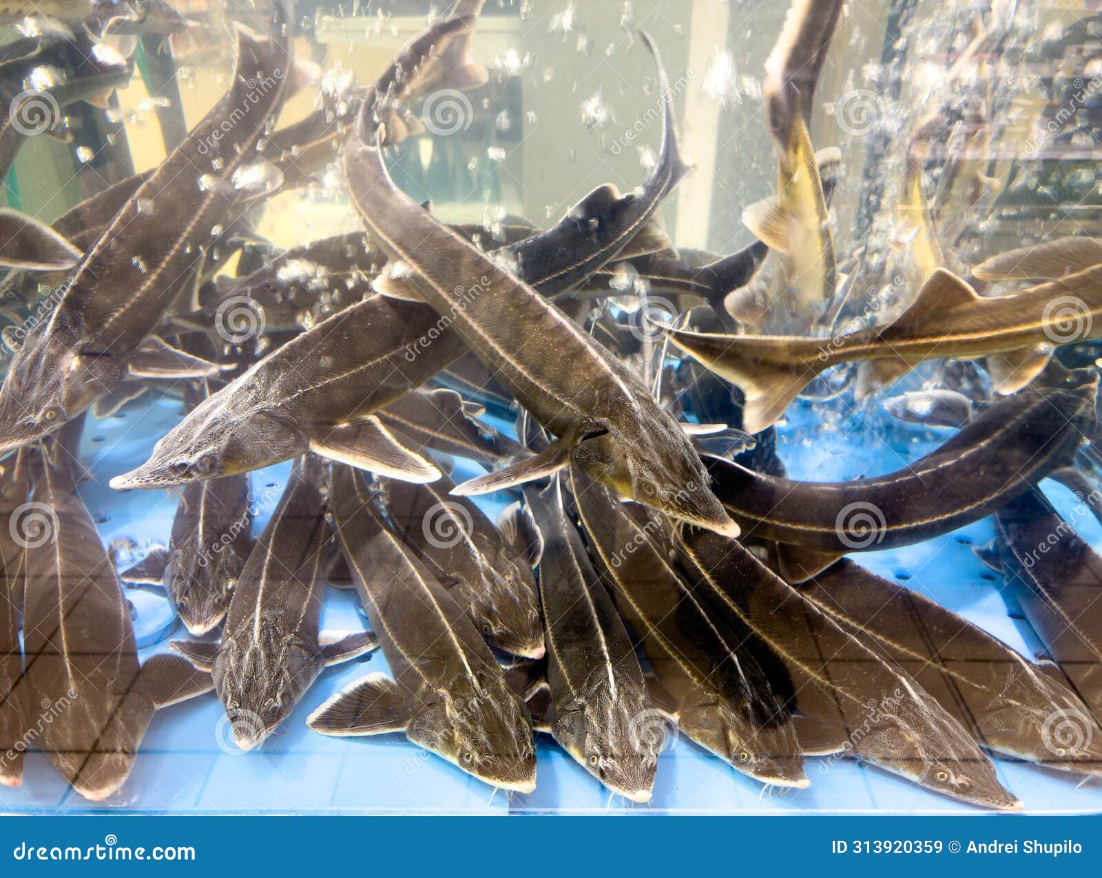Sturgeon Fish Swims in an Aquarium Stock Image - Image of wildlife ...