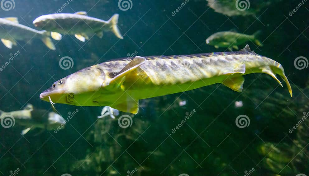 Sturgeon Fish Swims in an Aquarium Stock Image - Image of water ...