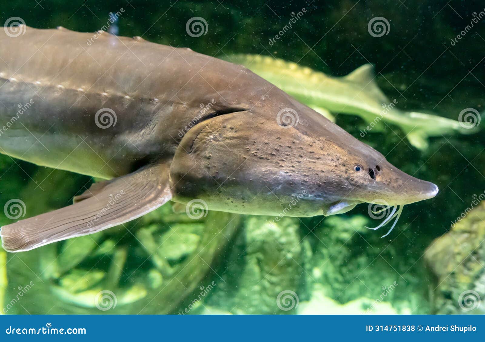 Sturgeon Fish Swims in an Aquarium Stock Photo - Image of nature ...