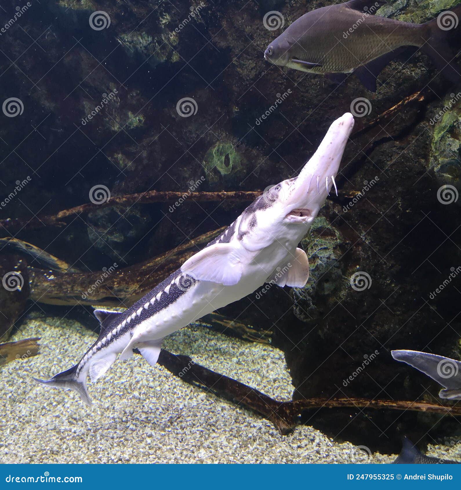 Sturgeon Fish Swims in the Water Stock Image - Image of ocean ...