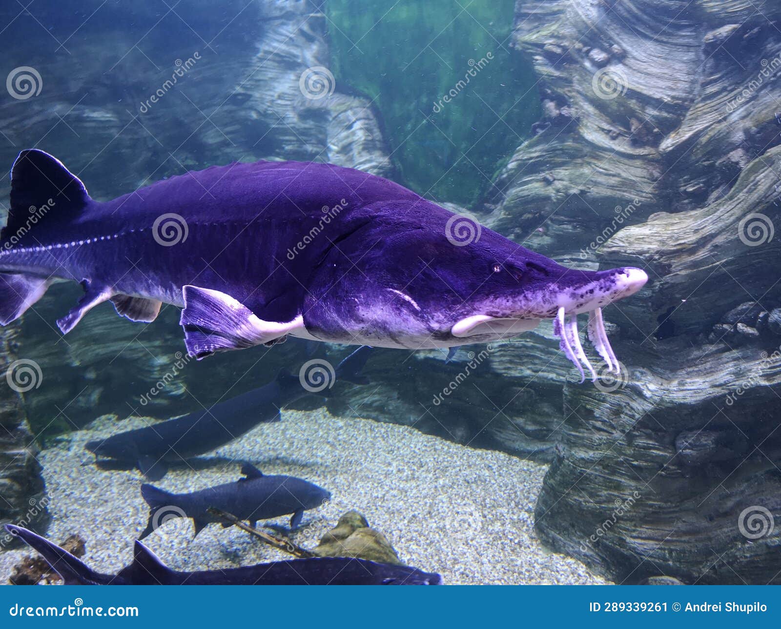 Sturgeon Fish Swims in the Water Stock Image - Image of reef ...