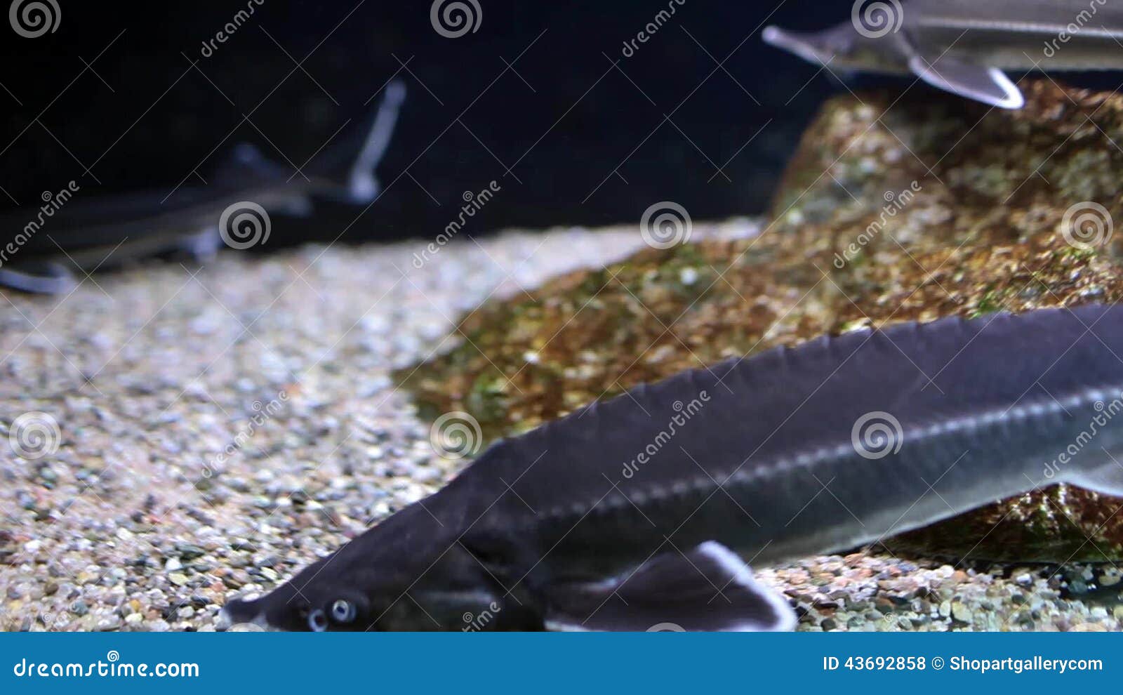 Sturgeon Fish stock footage. Video of life, large, fishtank - 43692858