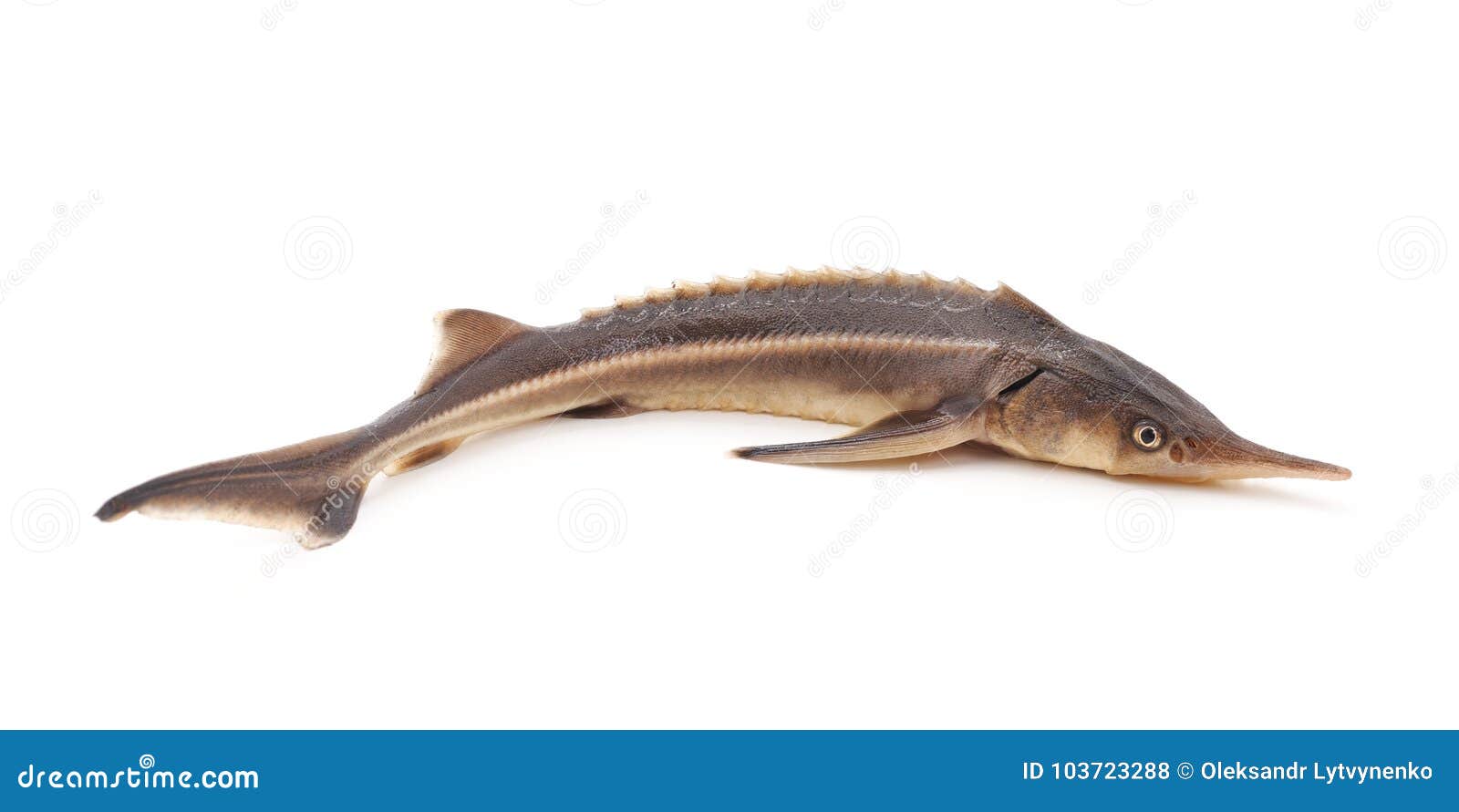Sturgeon fish. stock photo. Image of freshwater, vertebrate - 103723288