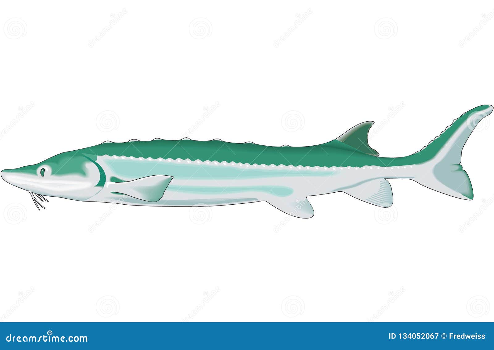 Sturgeon Illustration stock vector. Illustration of caviar - 134052067