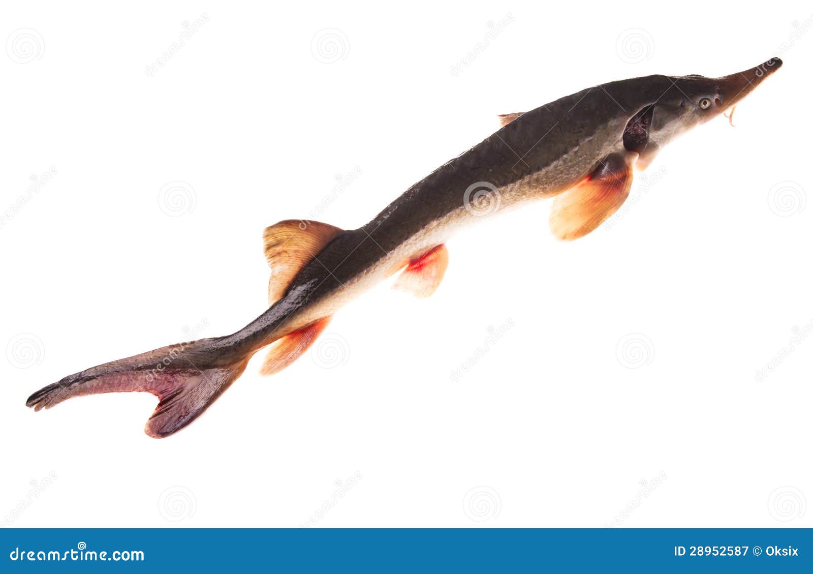 Sturgeon isolated stock image. Image of nature, seafood - 28952587