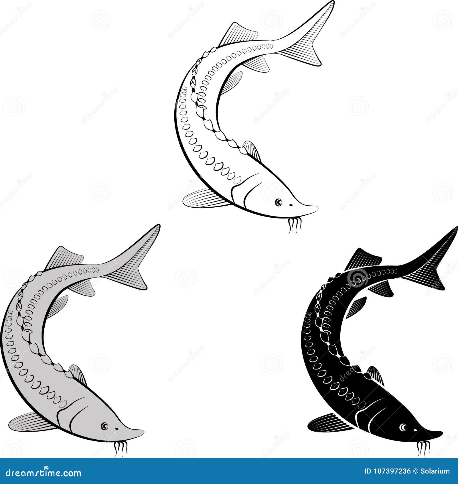 Atlantic Sturgeon Acipenser Oxyrinchus Oxyrinchus Swimming Down Retro ...