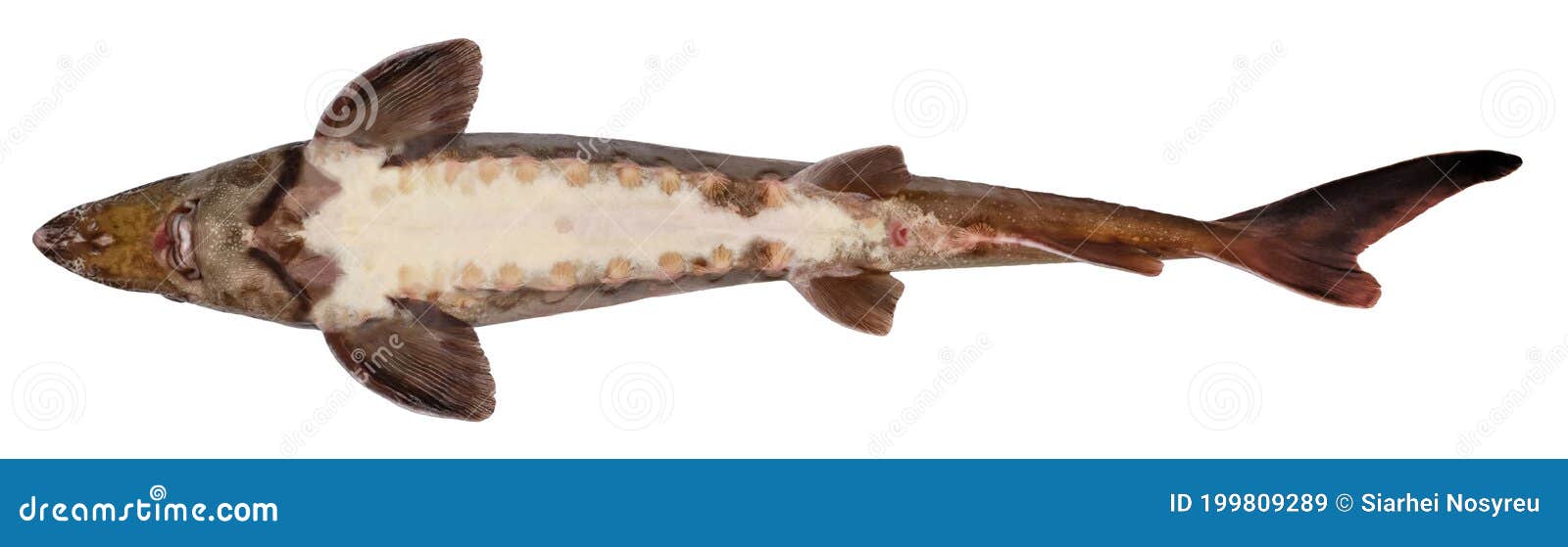 Bester Fish. Acipenser Ruthenus X Huso Huso. Royalty-Free Stock Photo ...
