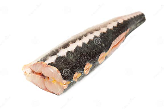 Sturgeon Meat Ready for Cooking. Stock Photo - Image of seafood, meat ...