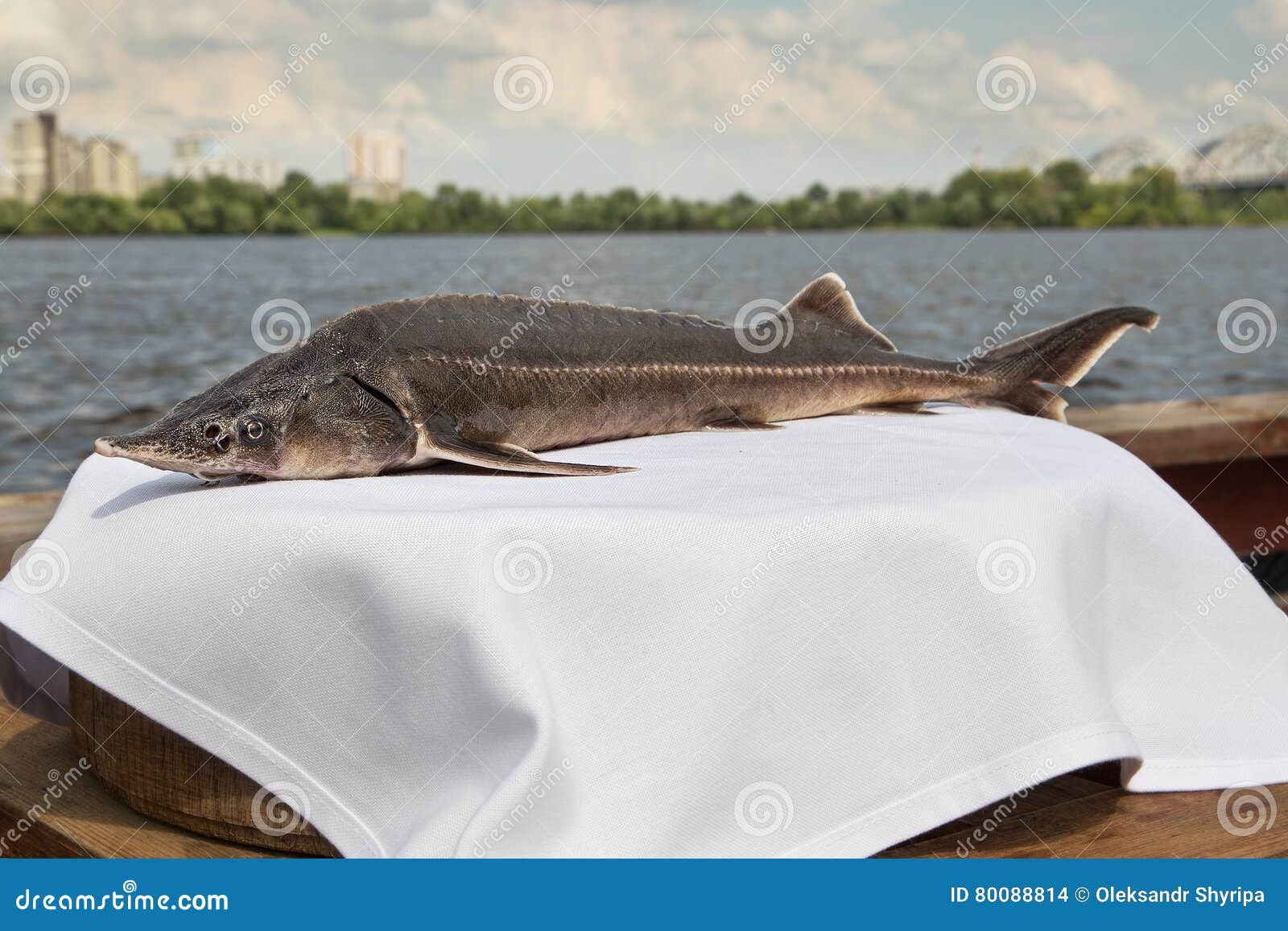 Sturgeon Roasted on a Plate Stock Photo - Image of fauna, freshwater ...