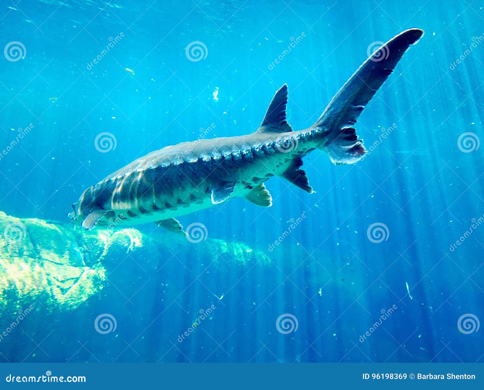 Sturgeon stock image. Image of fish, swimming, sturgeon - 96198369